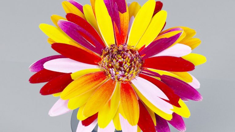 MaxTiles – VIZPLUGINS